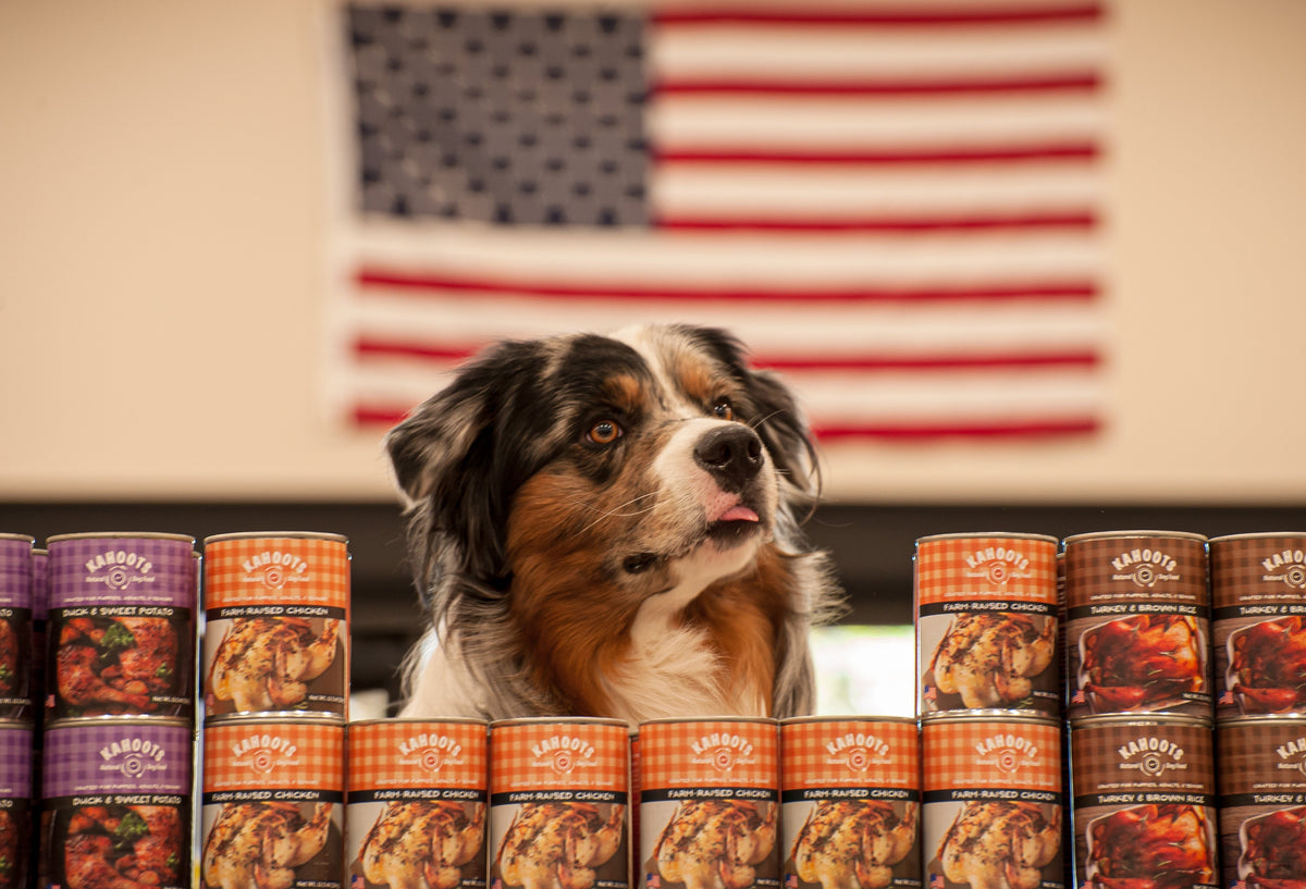 The Complete Guide to Feeding Your Dog: How Much and How Often – Kahoots