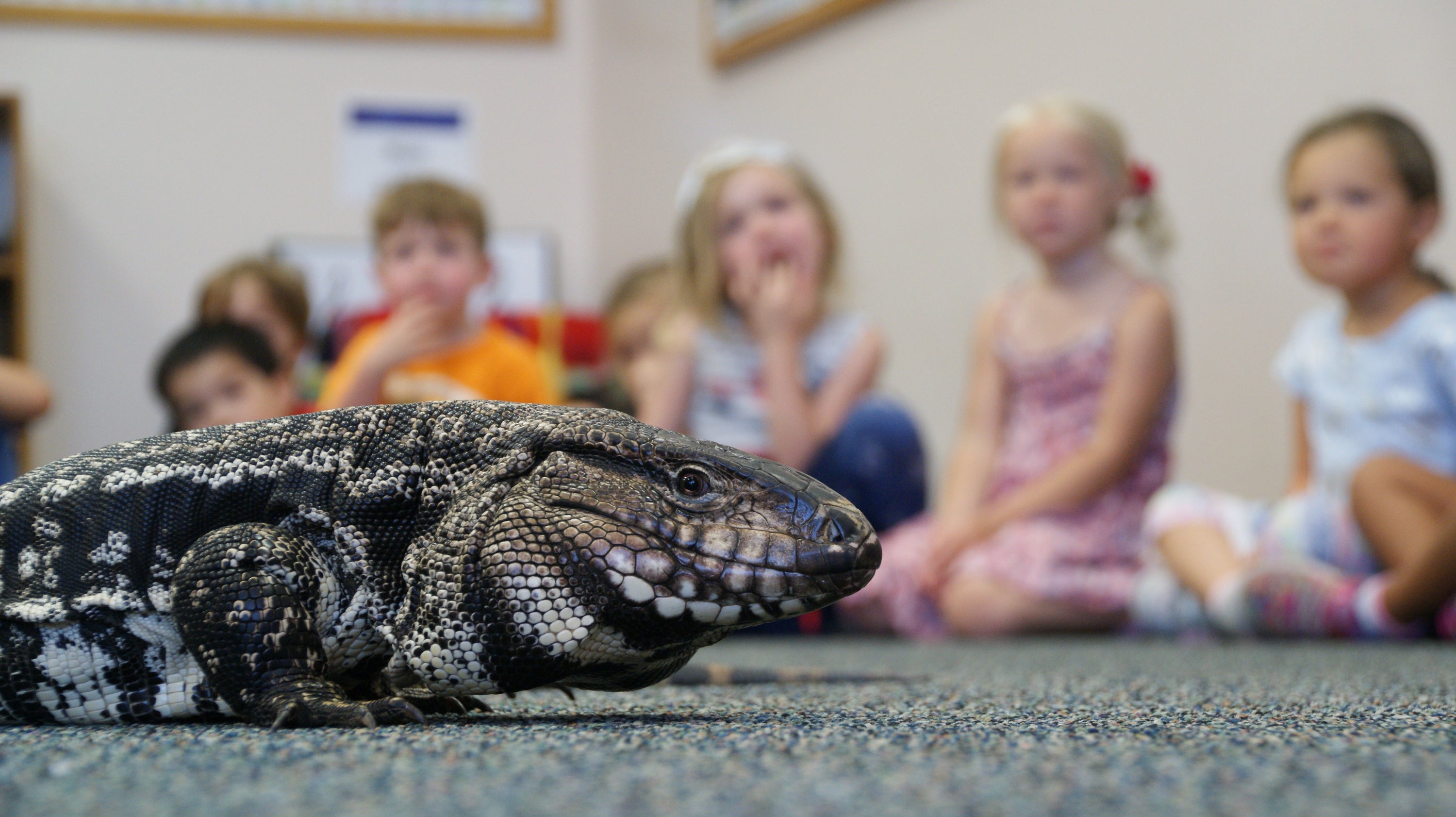 Critter Encounters Animal Experience - Resources - Kahoots Feed and Pet ...